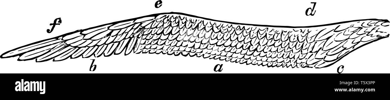 This image represents Left Wing of Albatross vintage line drawing or ...
