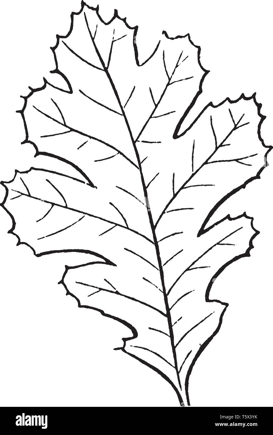Tortuous Veins Eyes Clipart