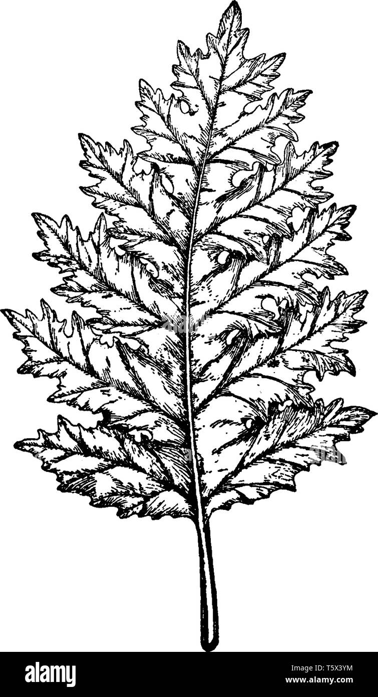 Sinuate hi-res stock photography and images - Alamy