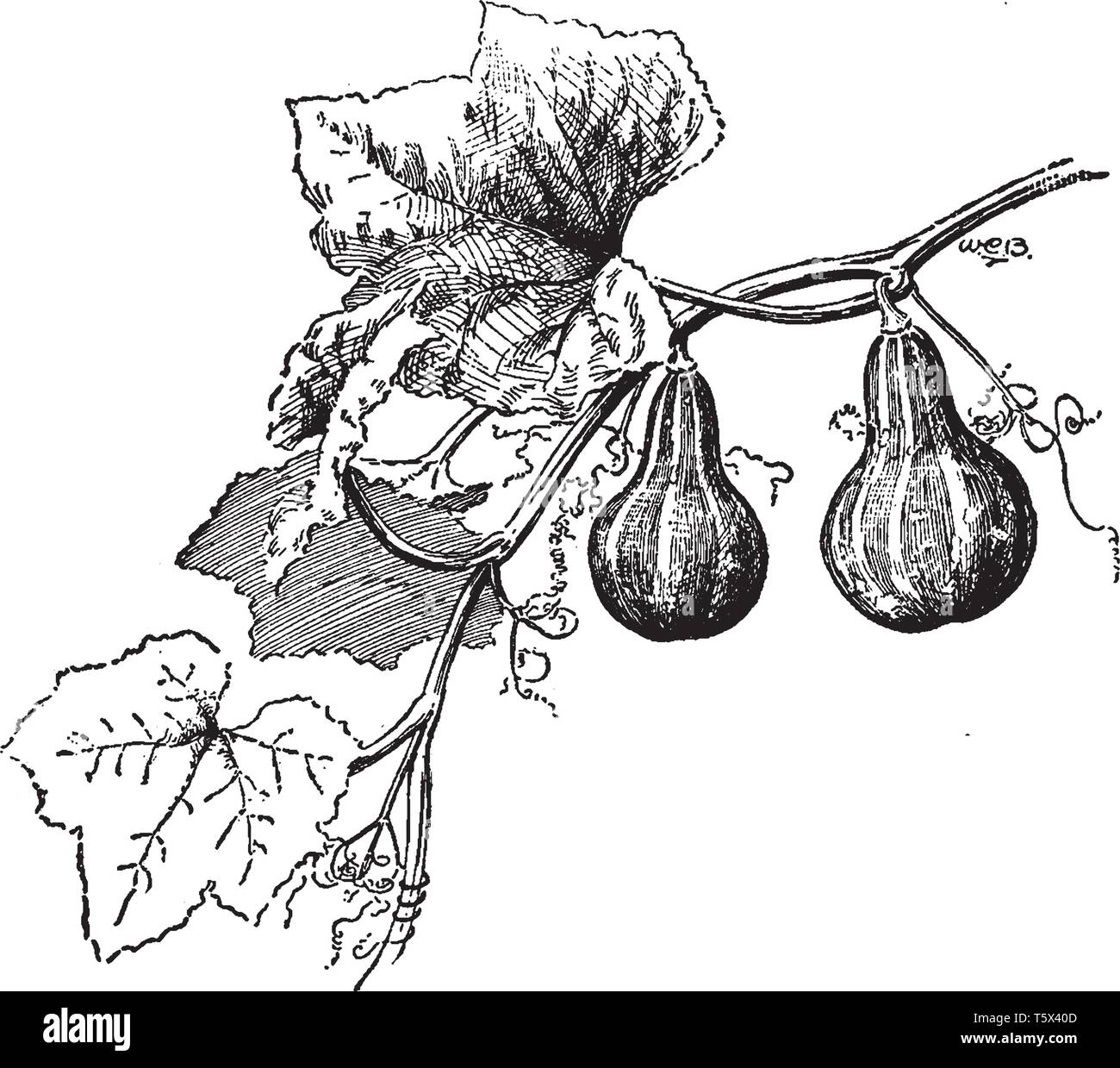 Sponge Gourd Drawing