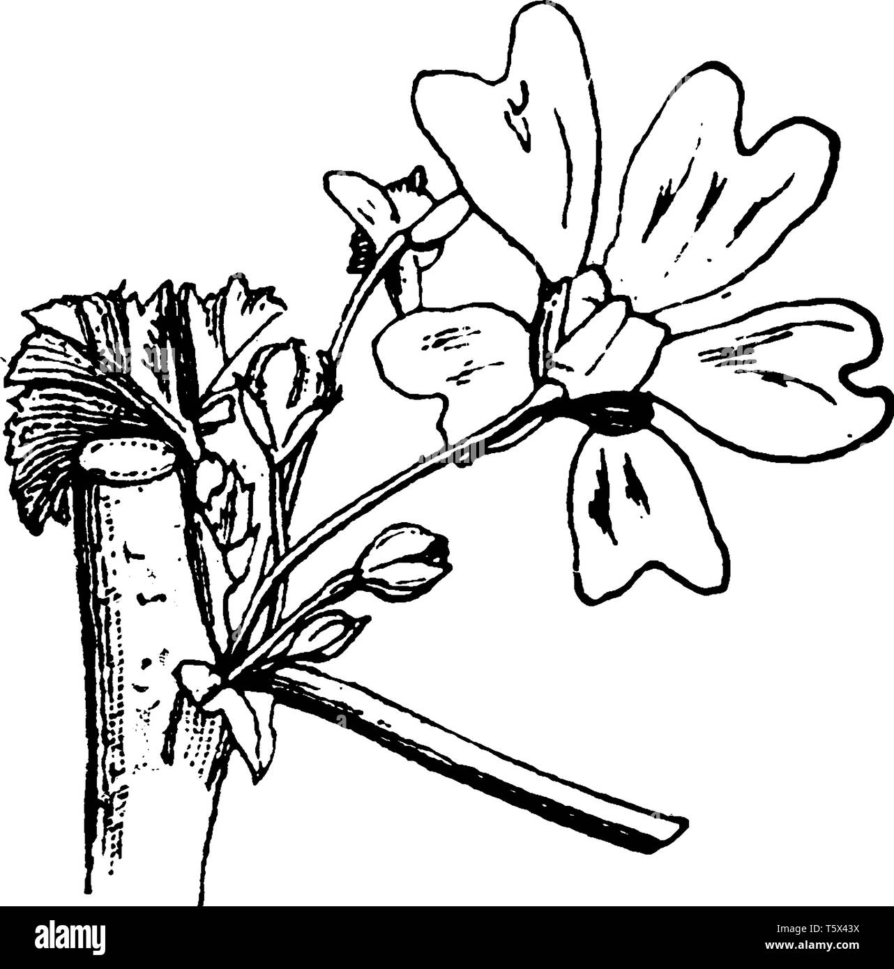 This picture shows a bundle of flower of a mallow plant. In which a ...