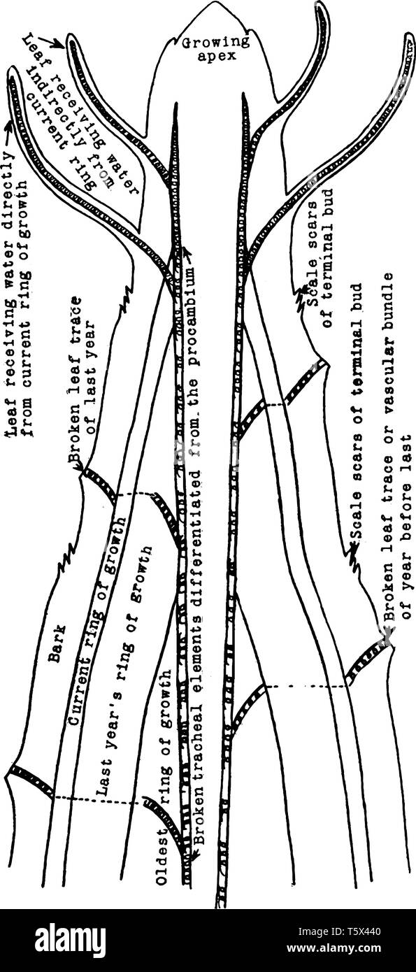Black current plant Stock Vector Images - Alamy