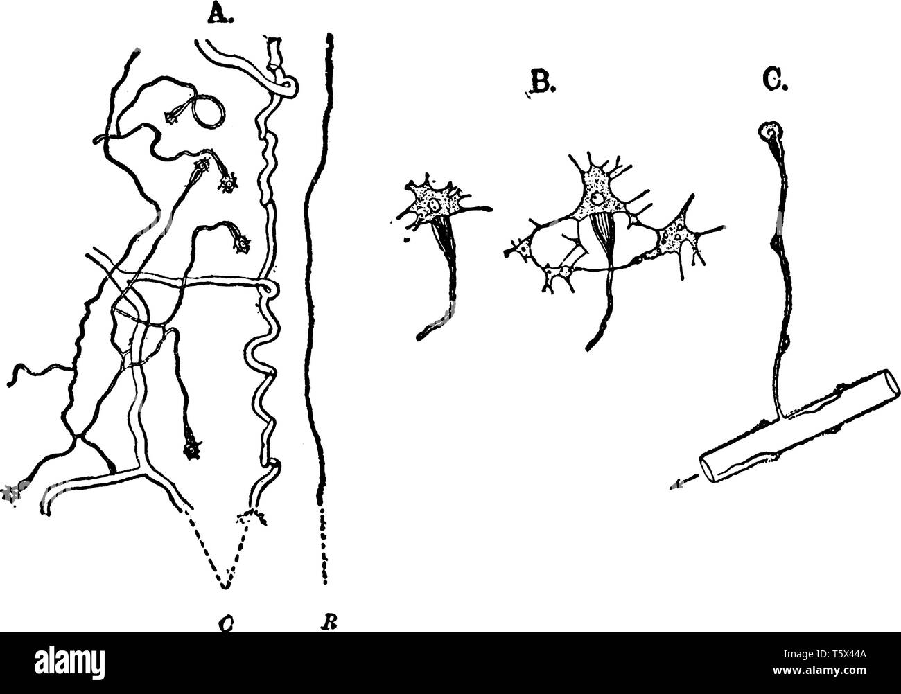 Protonephridium is a network of dead end tubules lacking internal ...
