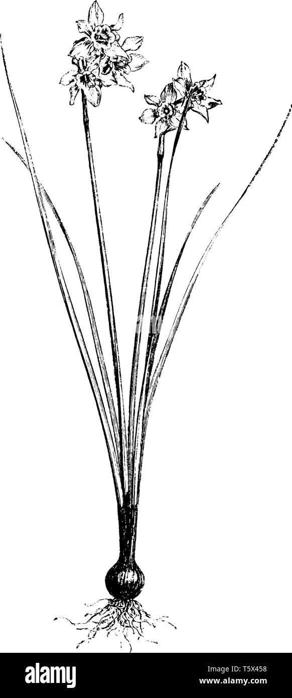 Illustration narcissus Black and White Stock Photos & Images - Alamy