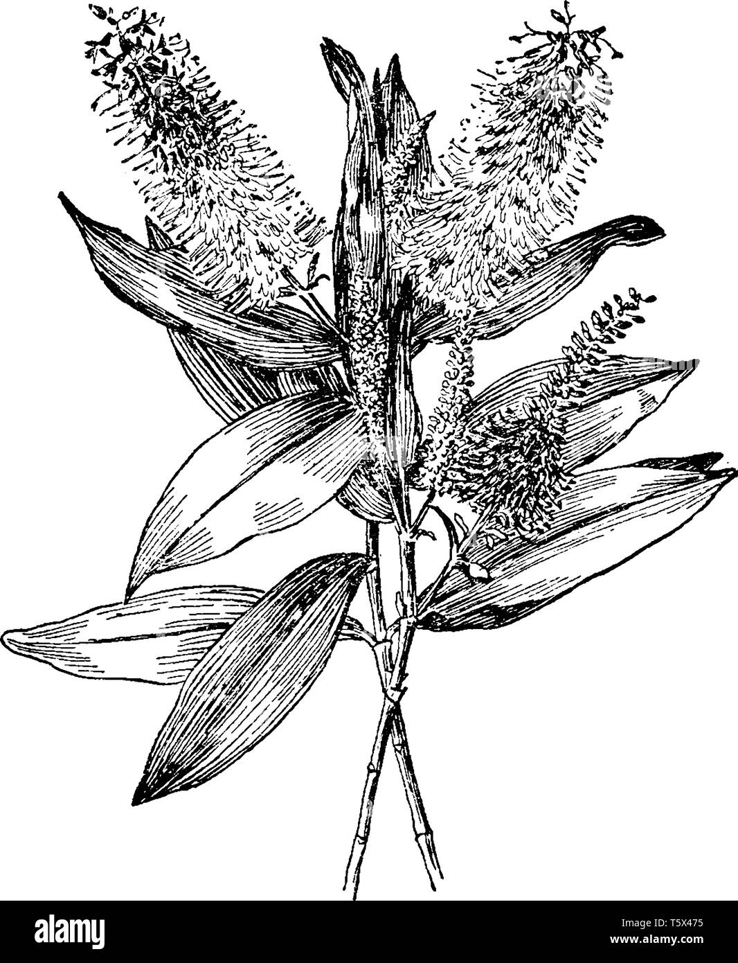 Veronica illustration Stock Vector Images - Alamy