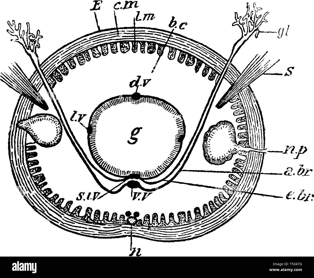 Arenicola is a genus of capitellid annelid worm comprising the lugworms ...