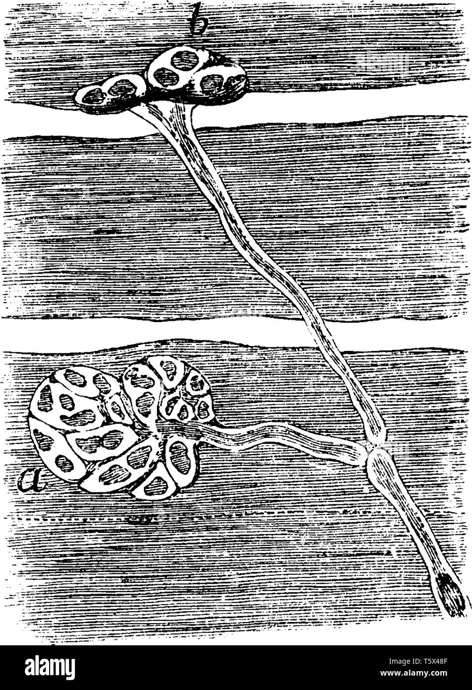 Muscular Fiber Cells of a Snake end plate seen as narrow surface ...