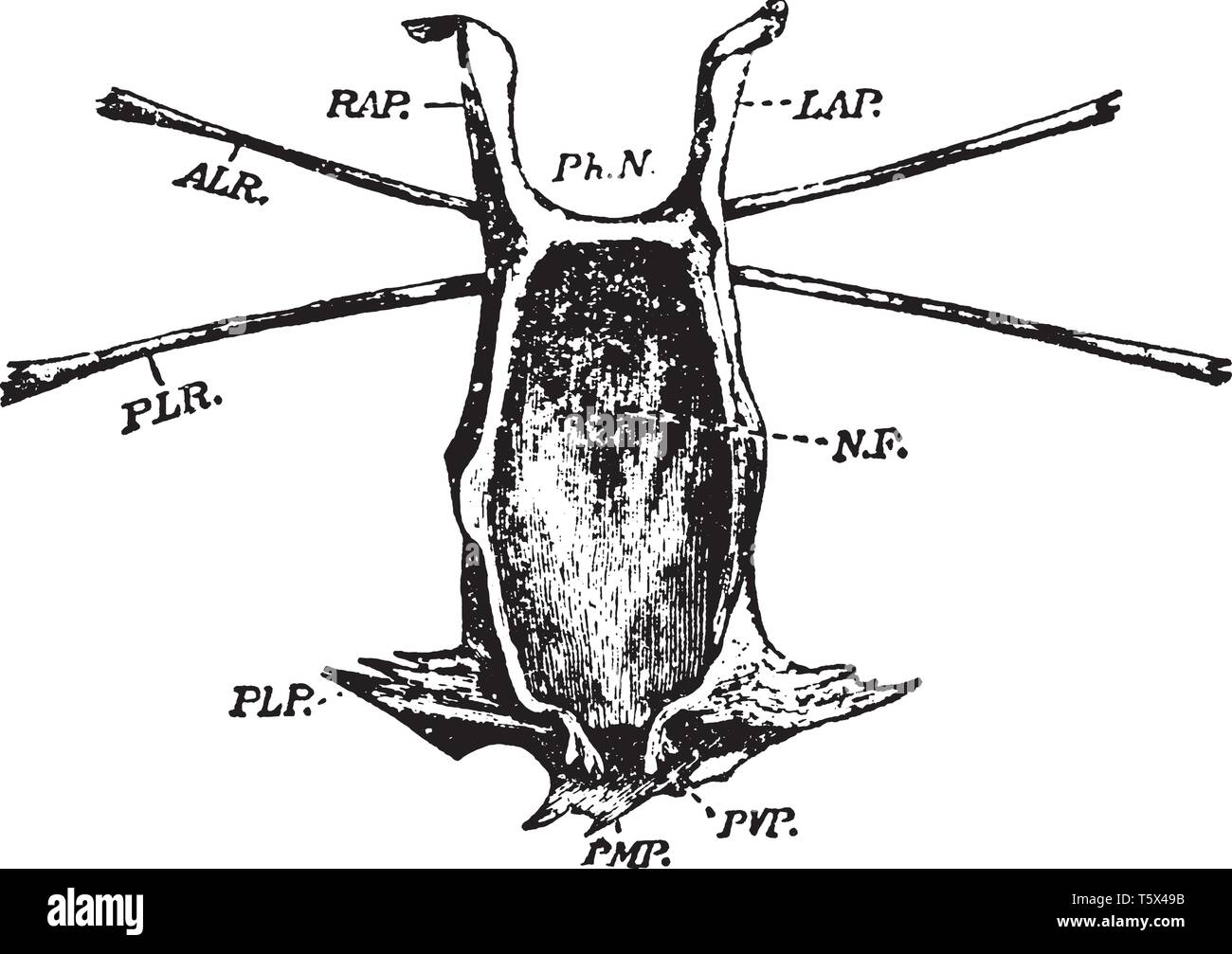 Limulus where neural fossa protecting the aggregated ganglia of the ...