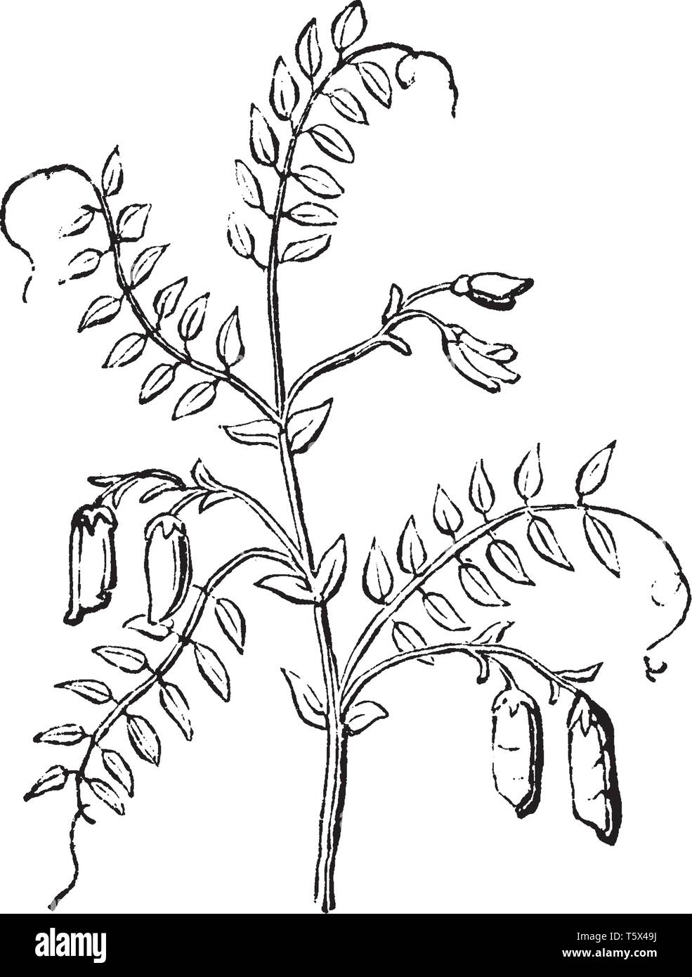 Edible seeds Black and White Stock Photos & Images - Alamy