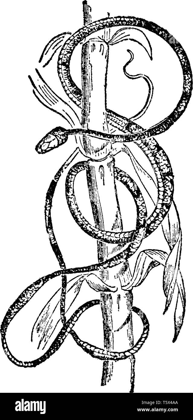 Dipsa is a tiny extremely poisonous snake from Medieval bestiaries ...
