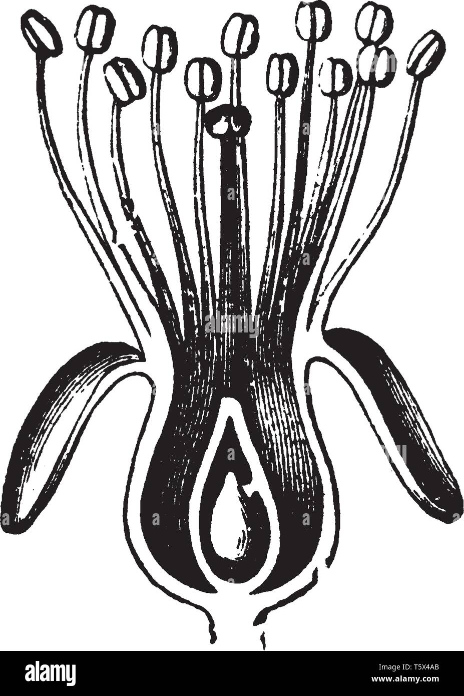 Anatomy of pistil Stock Vector Images - Alamy