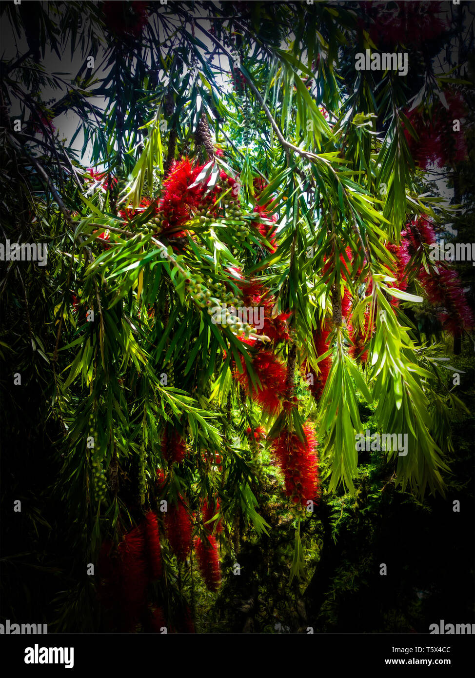red and green attractive flowers in the forest in a single tree Stock ...