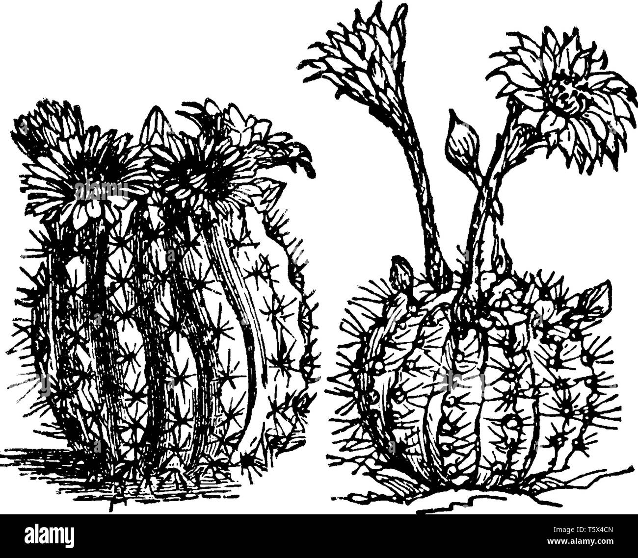 Cacti is genus of Cactaceae, which enables to survive harsh and dry ...