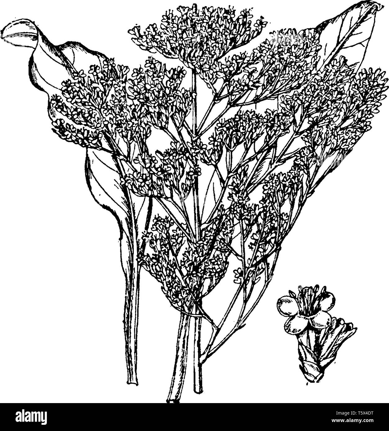 Limonium vulgare Stock Vector Images - Alamy