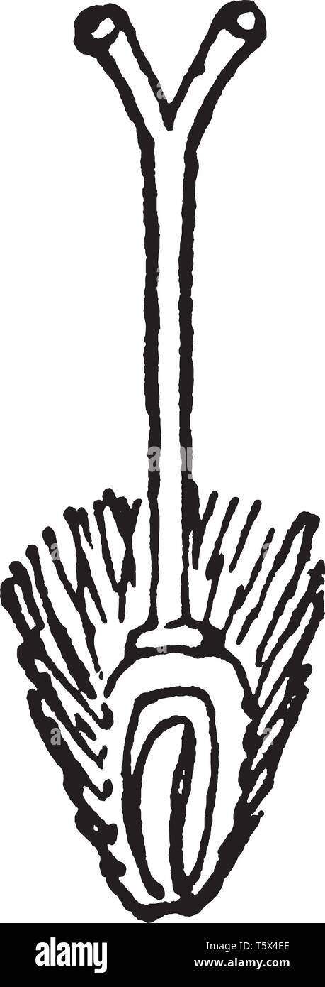 Bilobed stigma Stock Vector Images - Alamy