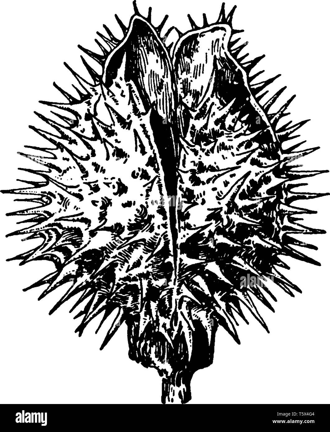 Datura capsule Stock Vector Images - Alamy