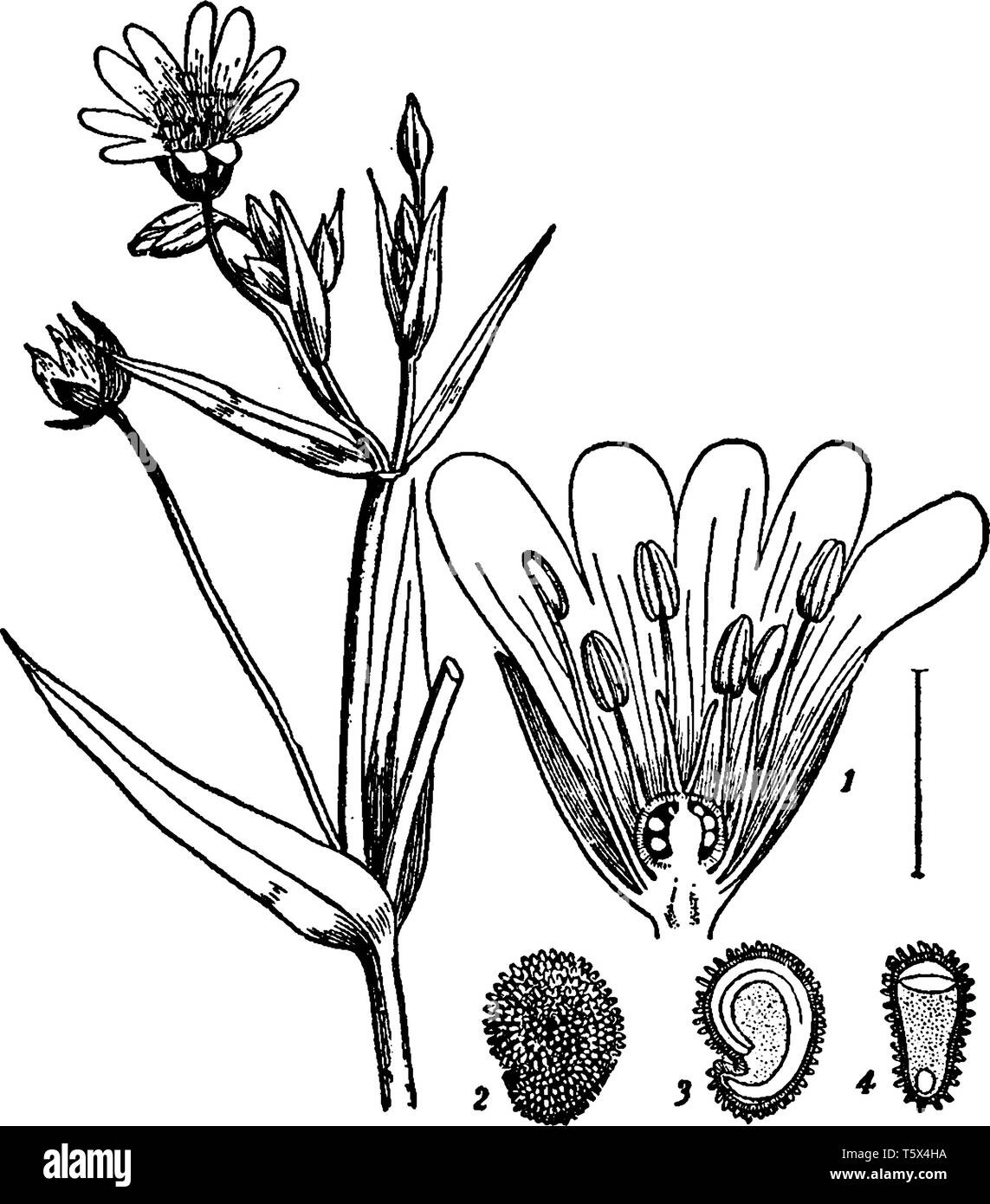 A picture showing different parts of stitchwort which is a flowering ...