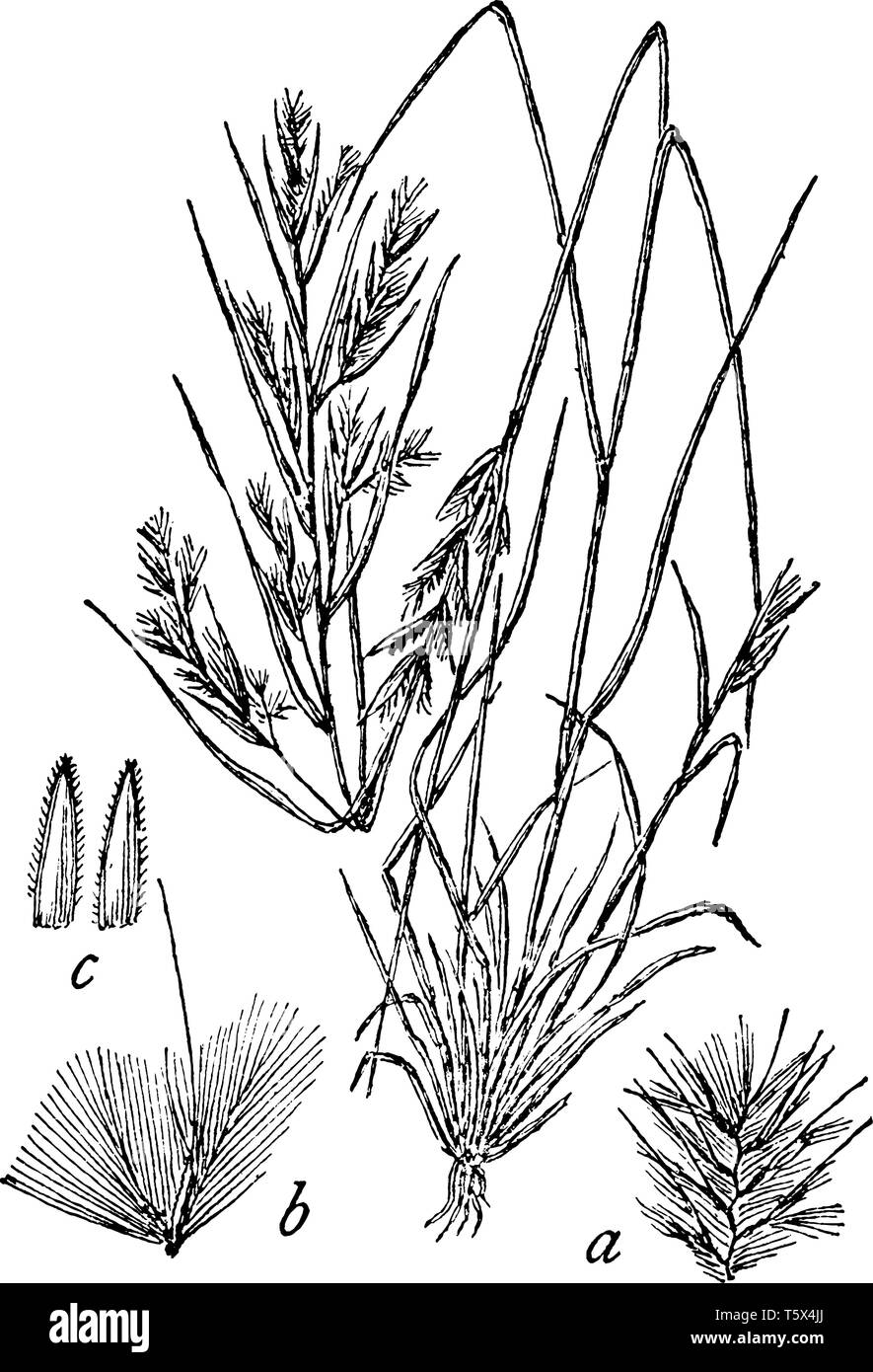 Native perennial weed Stock Vector Images - Alamy