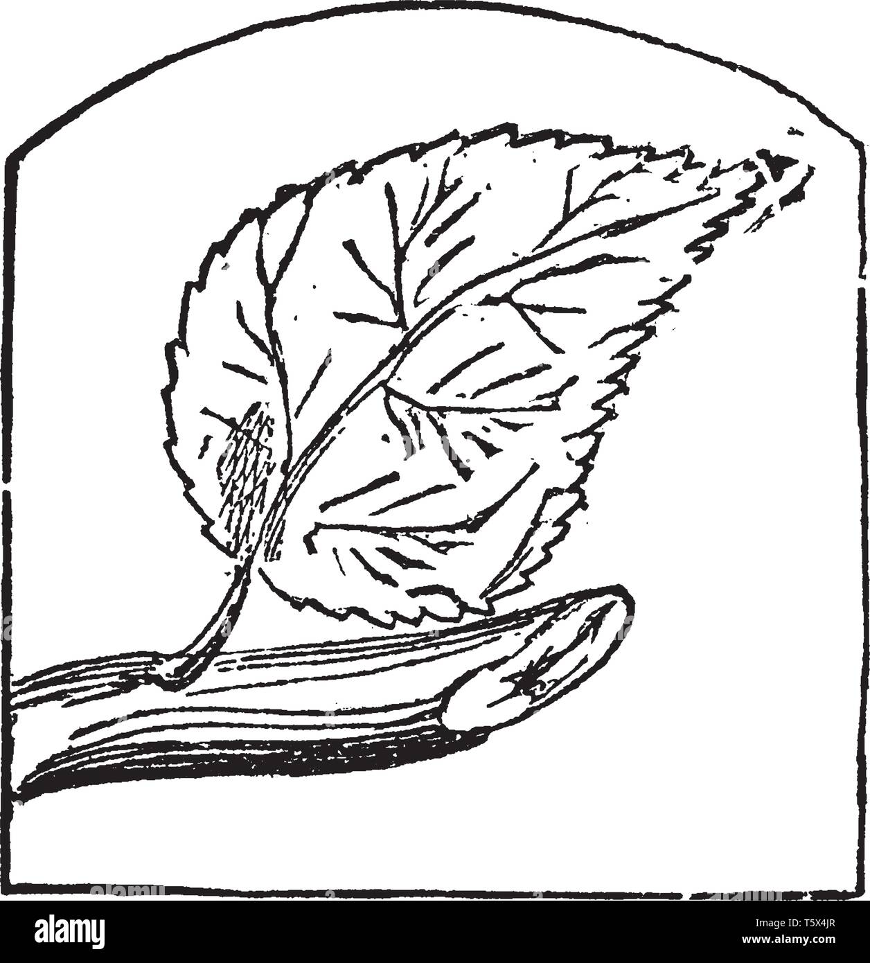 Notched leaf Stock Vector Images - Alamy