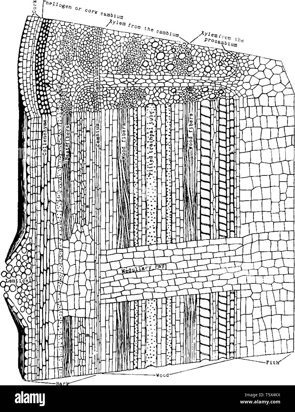 This picture is shown on a different side, they showing upper side of ...