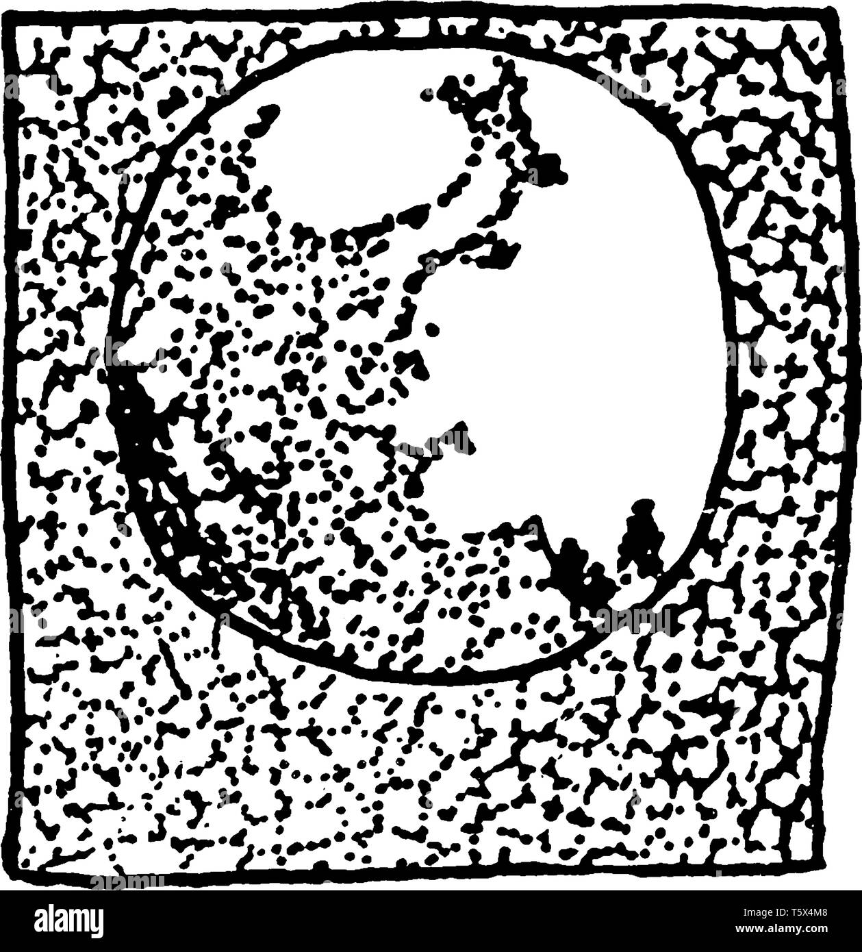 A picture showing the third stage of Division of Grandmother Cell ...