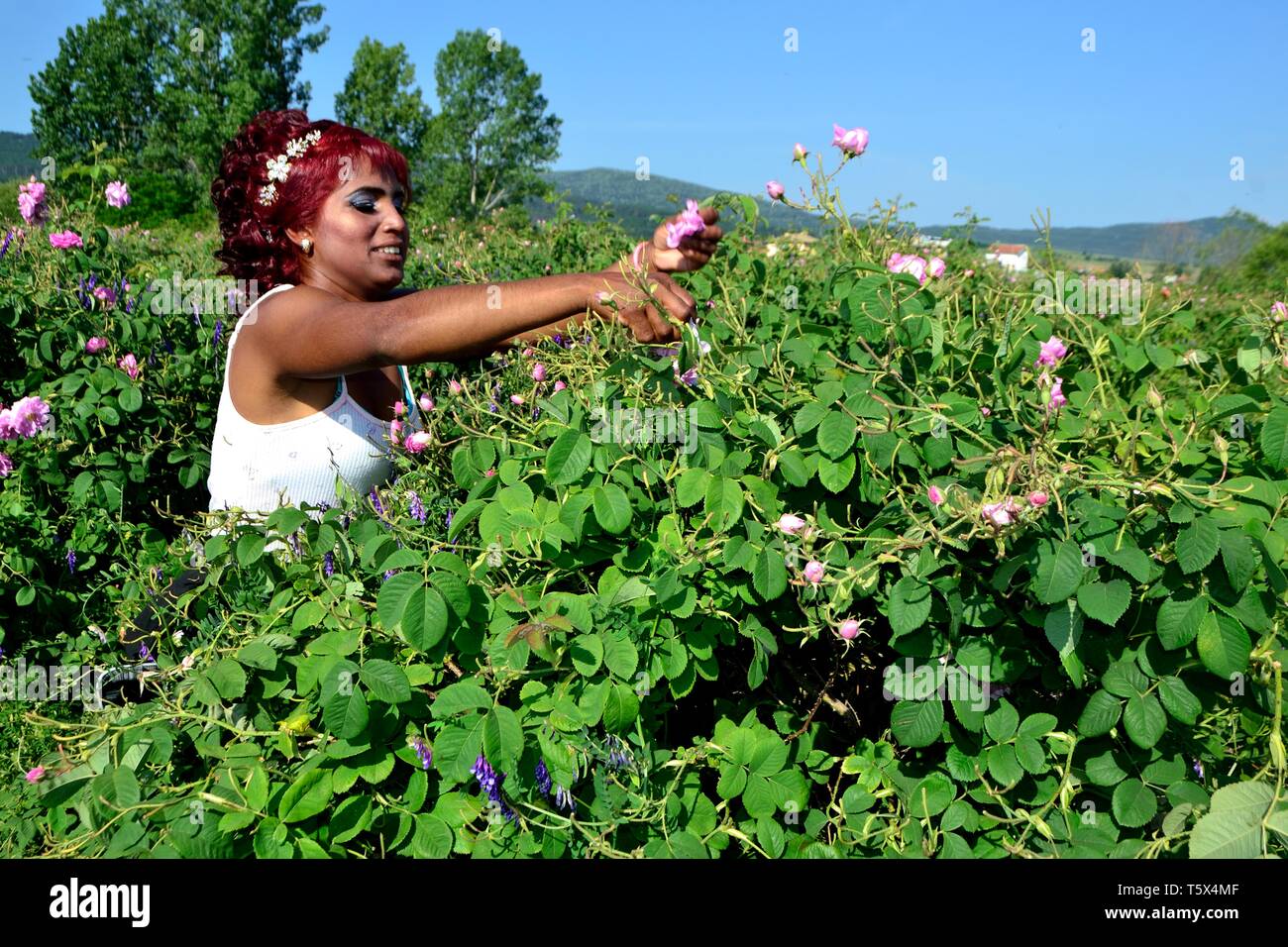 Gypsies rose hi-res stock photography and images - Alamy