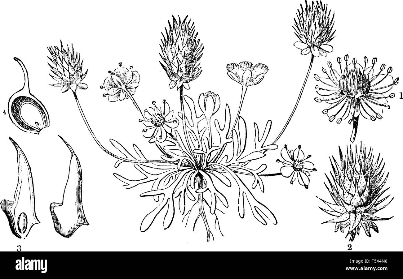 A picture is showing Buttercup, also known as Ceratocephalus orthoceras ...