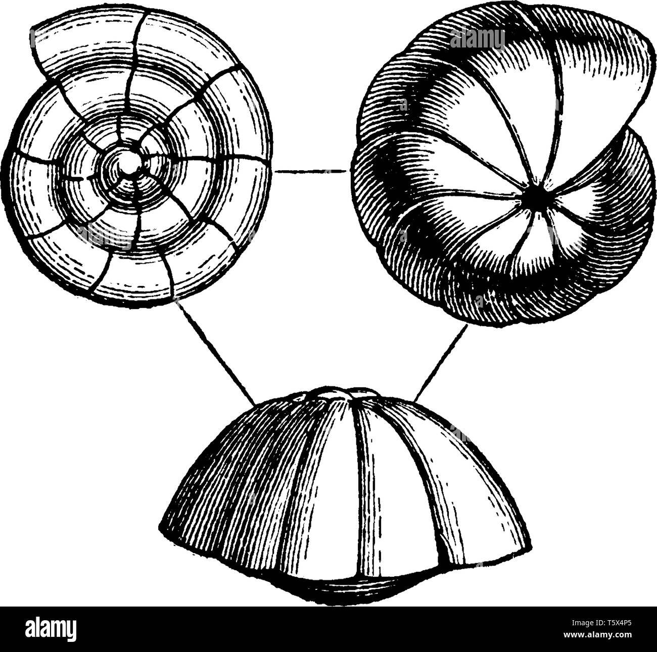Foraminifera Diagram Foraminifera From The Metova Formation Paleocene
