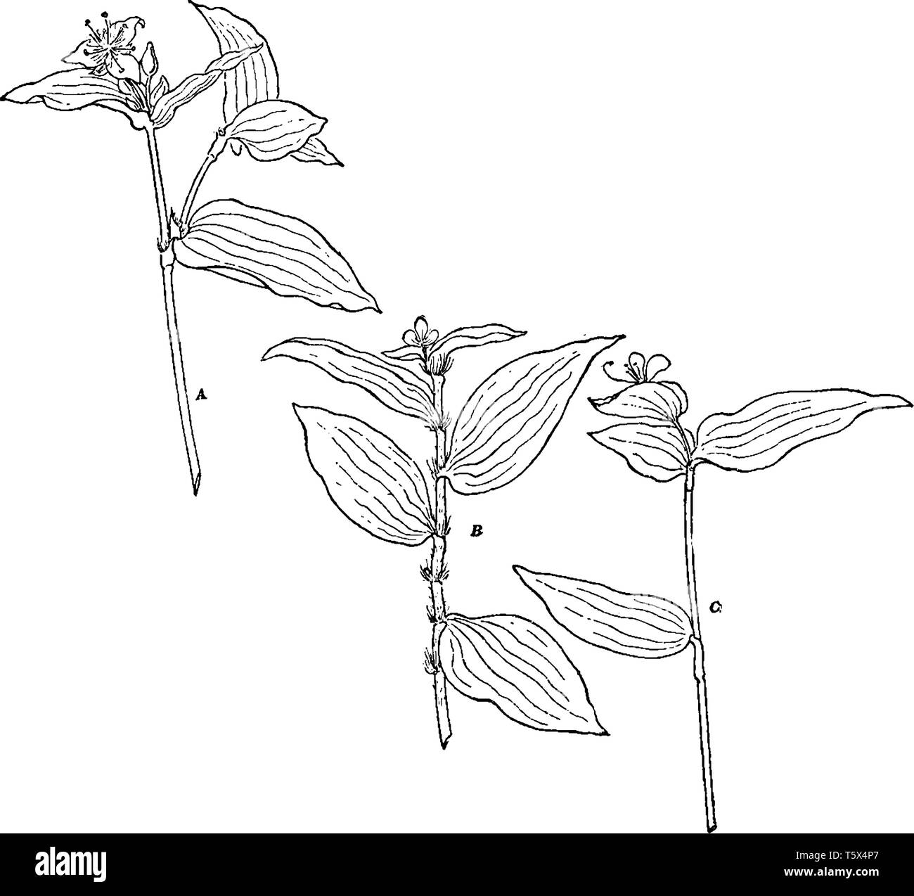 Pointed clusters Stock Vector Images - Alamy