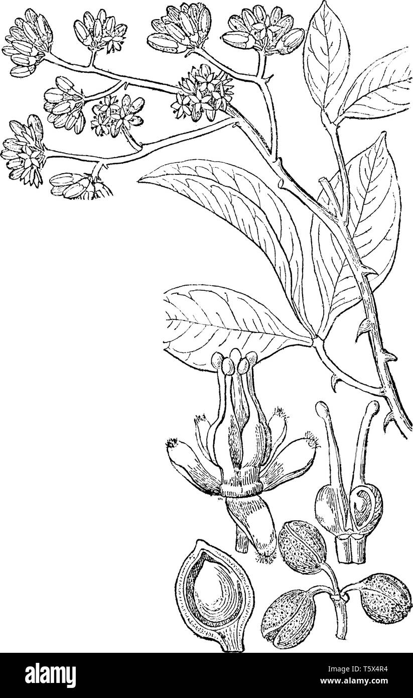 This picture is showing Toddalia floribunda a flower, Fruits & a pair ...