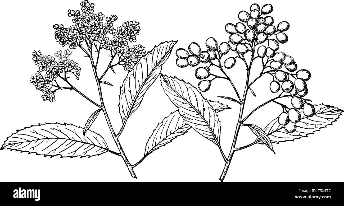 Toyon Stock Vector Images - Alamy