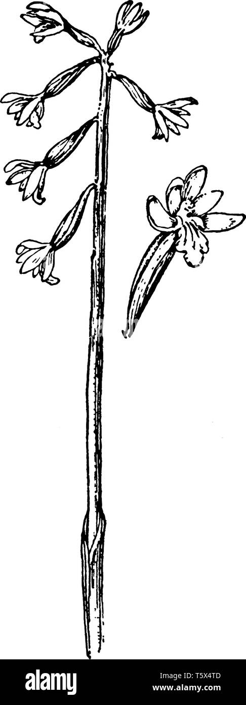 Brown reddish color Black and White Stock Photos & Images - Alamy