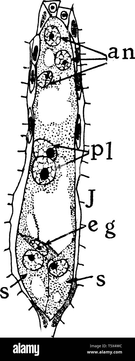 A picture showing the tenth Megaspore formation stage, vintage line ...