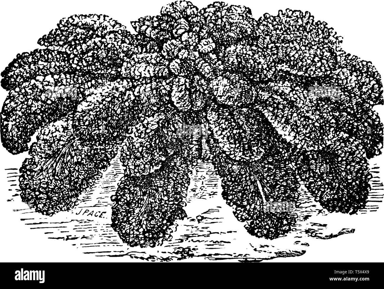 Purple kale Stock Vector Images - Alamy