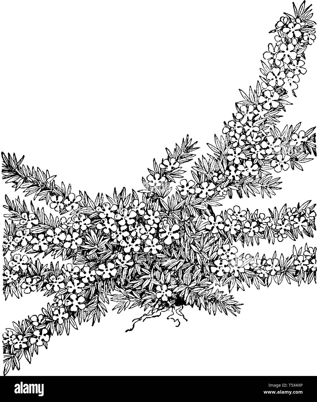 Creeping evergreen Stock Vector Images - Alamy