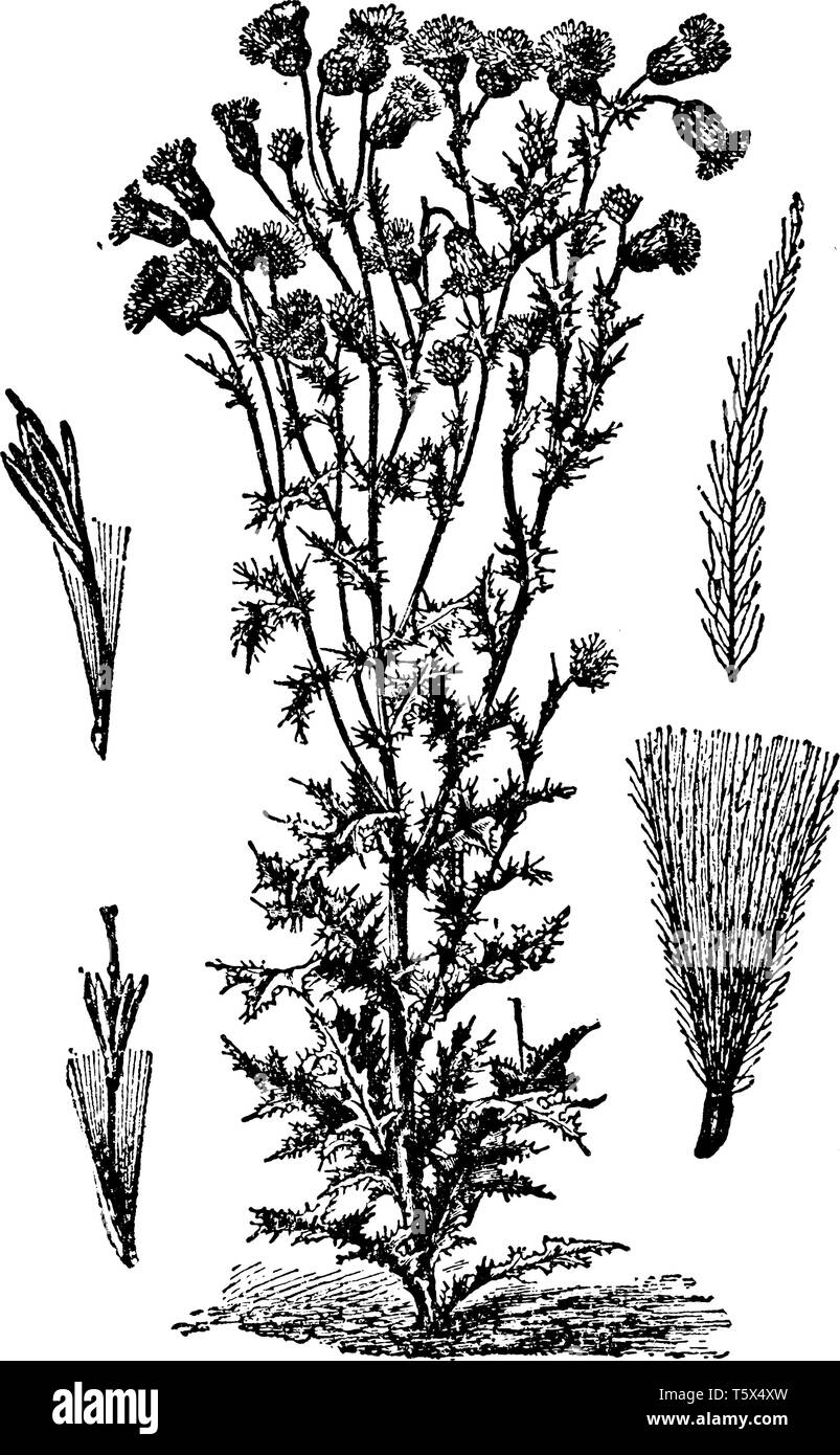 It is a tall, perennial plant with herbaceous plant and leaves are very ...