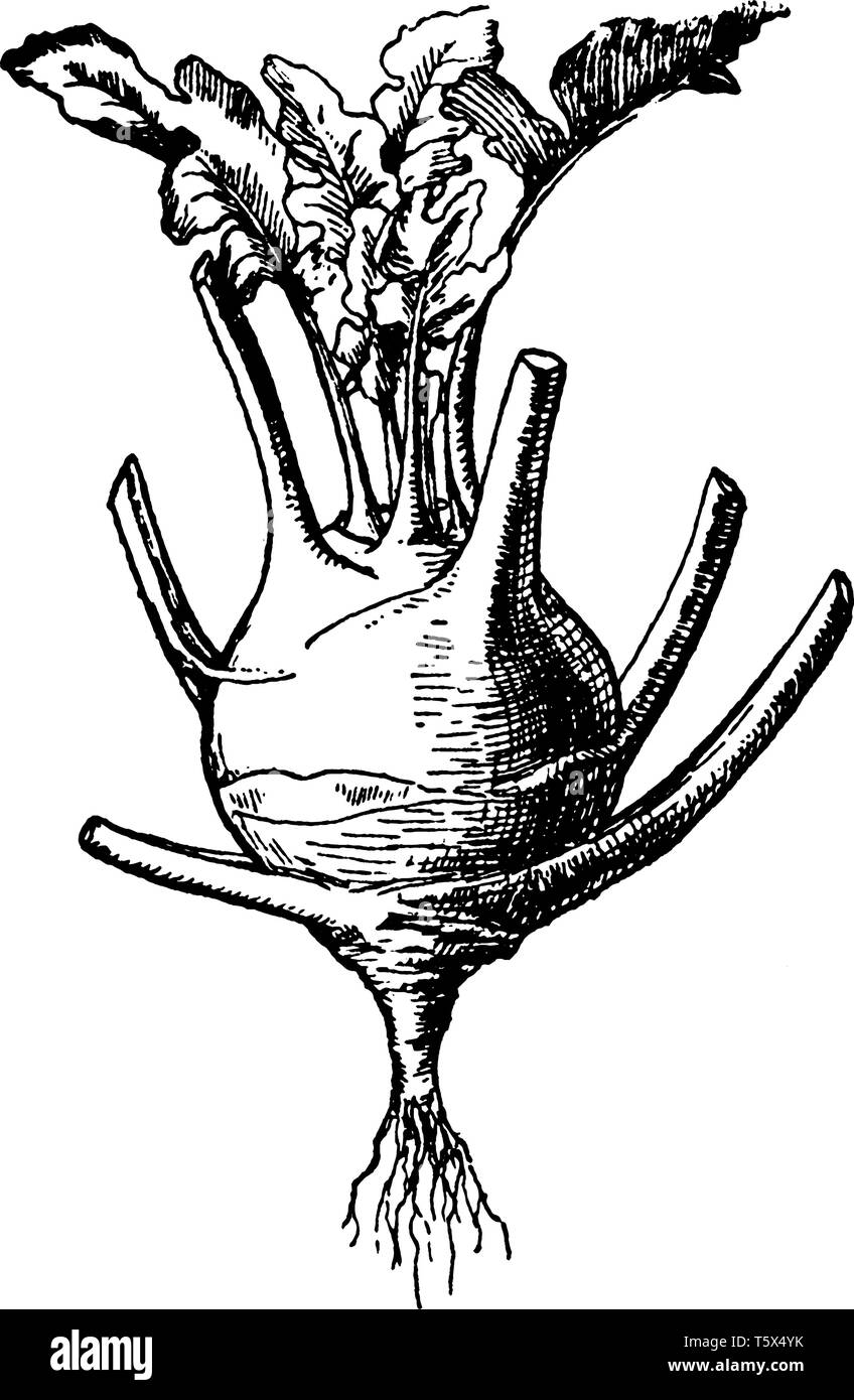 Kohlrabi drawing hi-res stock photography and images - Alamy