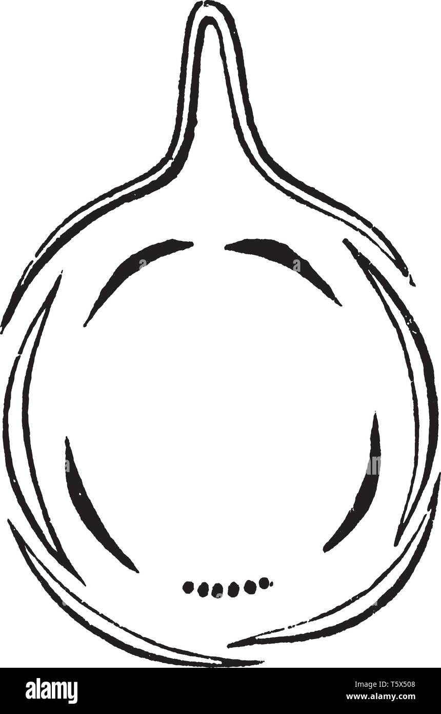 This is Diagram of dotted line of calyx and corolla, vintage line ...