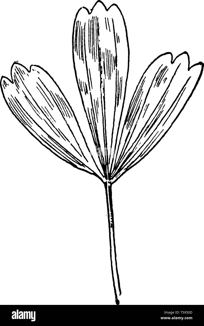 A picture, that's showing a Potentilla Tridentata leaf. Heart shaped ...