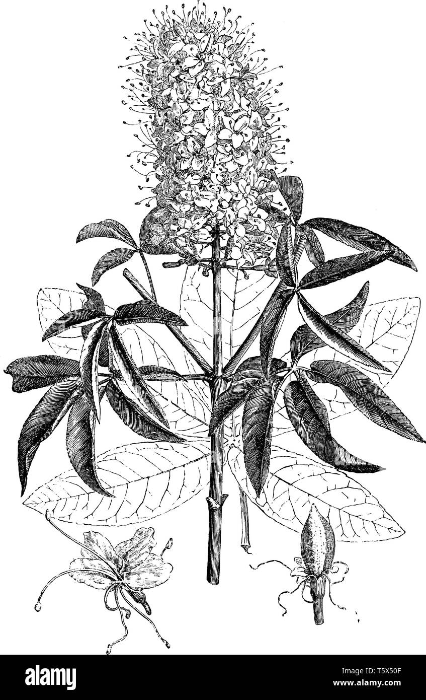 Detached leaf Black and White Stock Photos & Images - Alamy