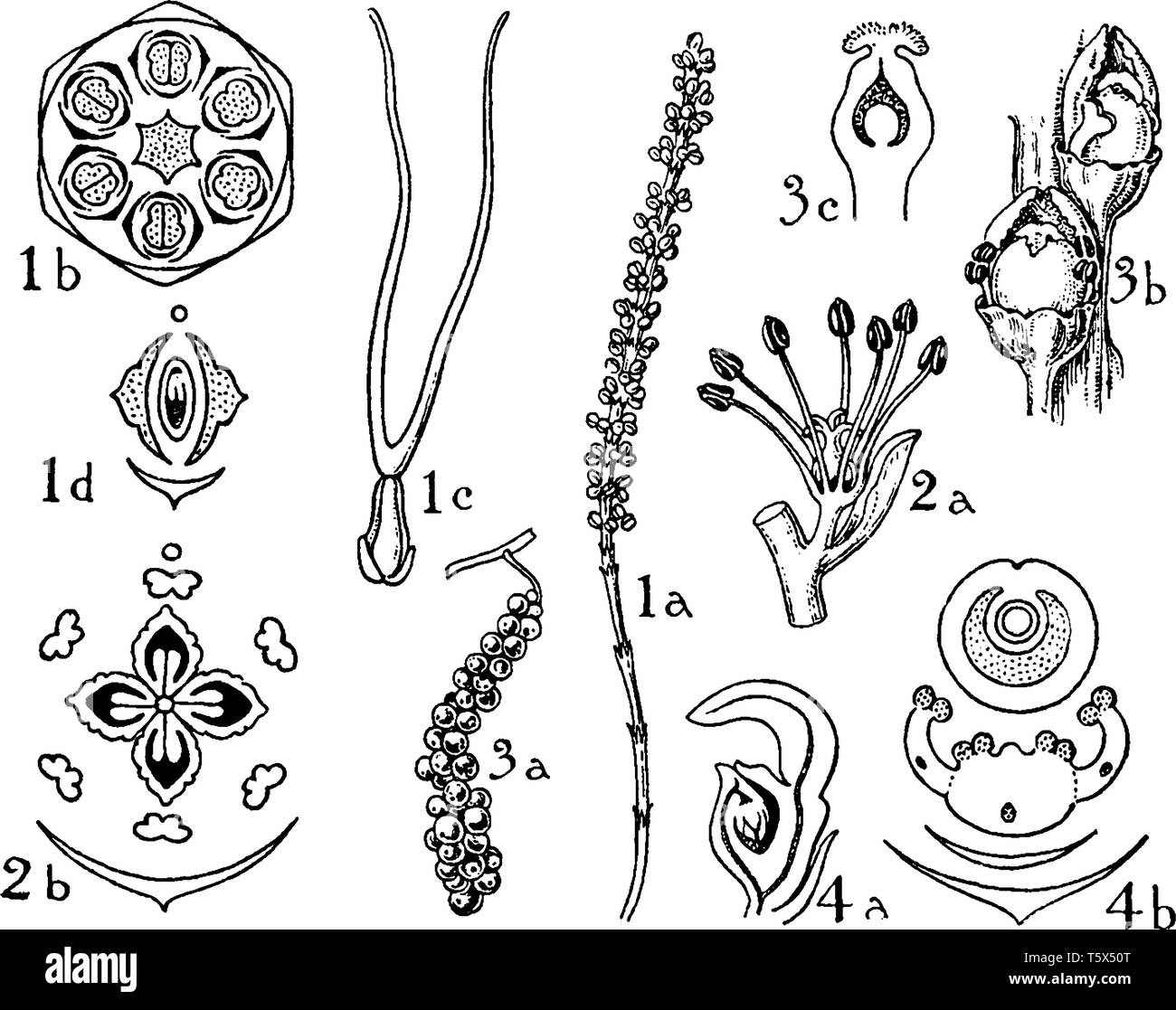 In the photo there are several flowers and fruits of Casuarinaceae ...