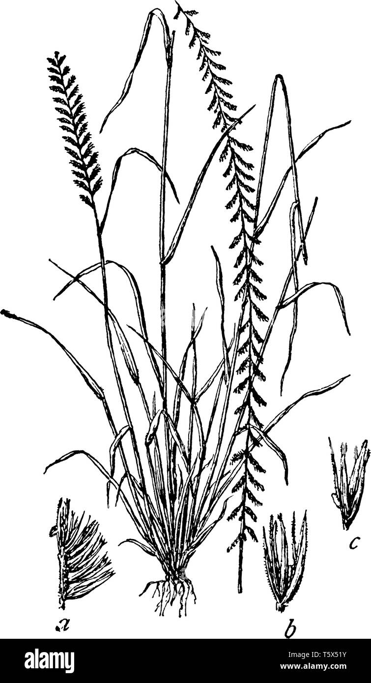 Sideoats Grama Drawing