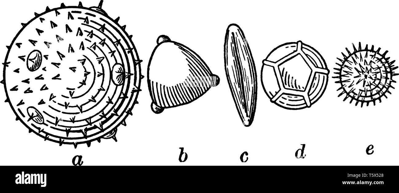 This is an image of pollen grains. The study of pollen is called ...
