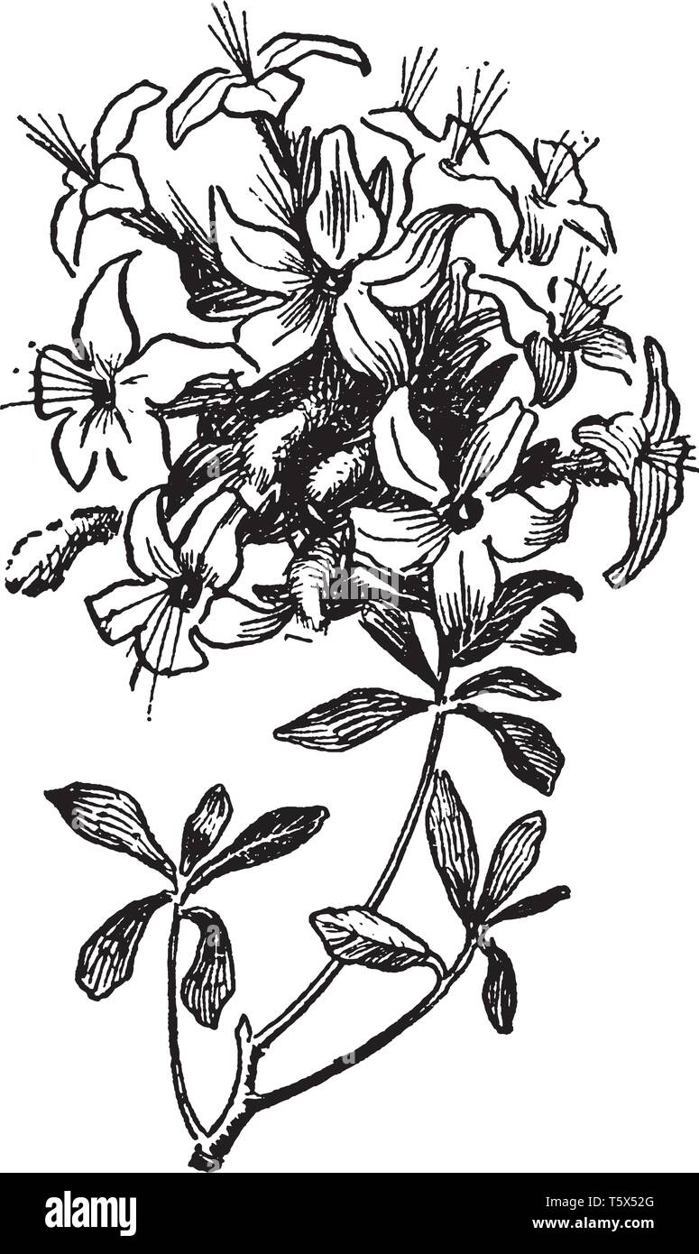 This azaleaplant is low growing, and flowers like bell shaped. Leaves ...