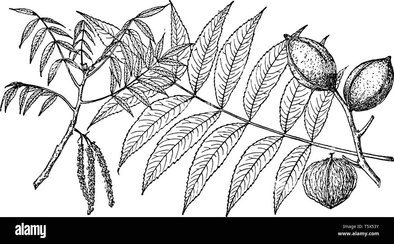 Fruits in parallel Black and White Stock Photos & Images - Alamy