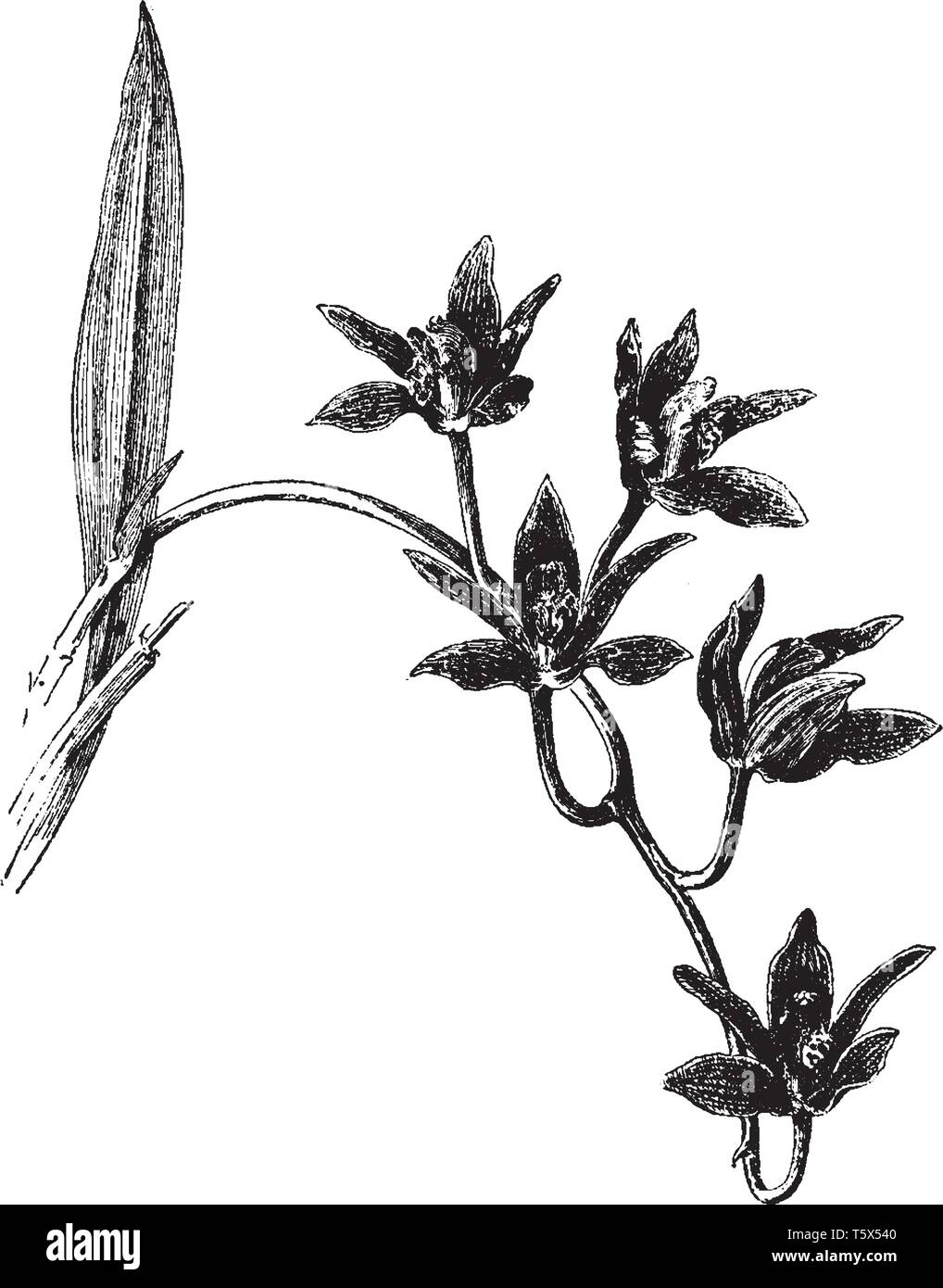 These types of flower are dull purple, brownish or yellowish green ...