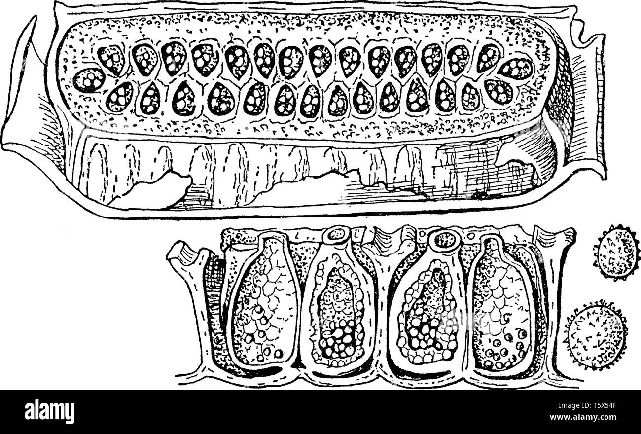 Danaea alata hi-res stock photography and images - Alamy
