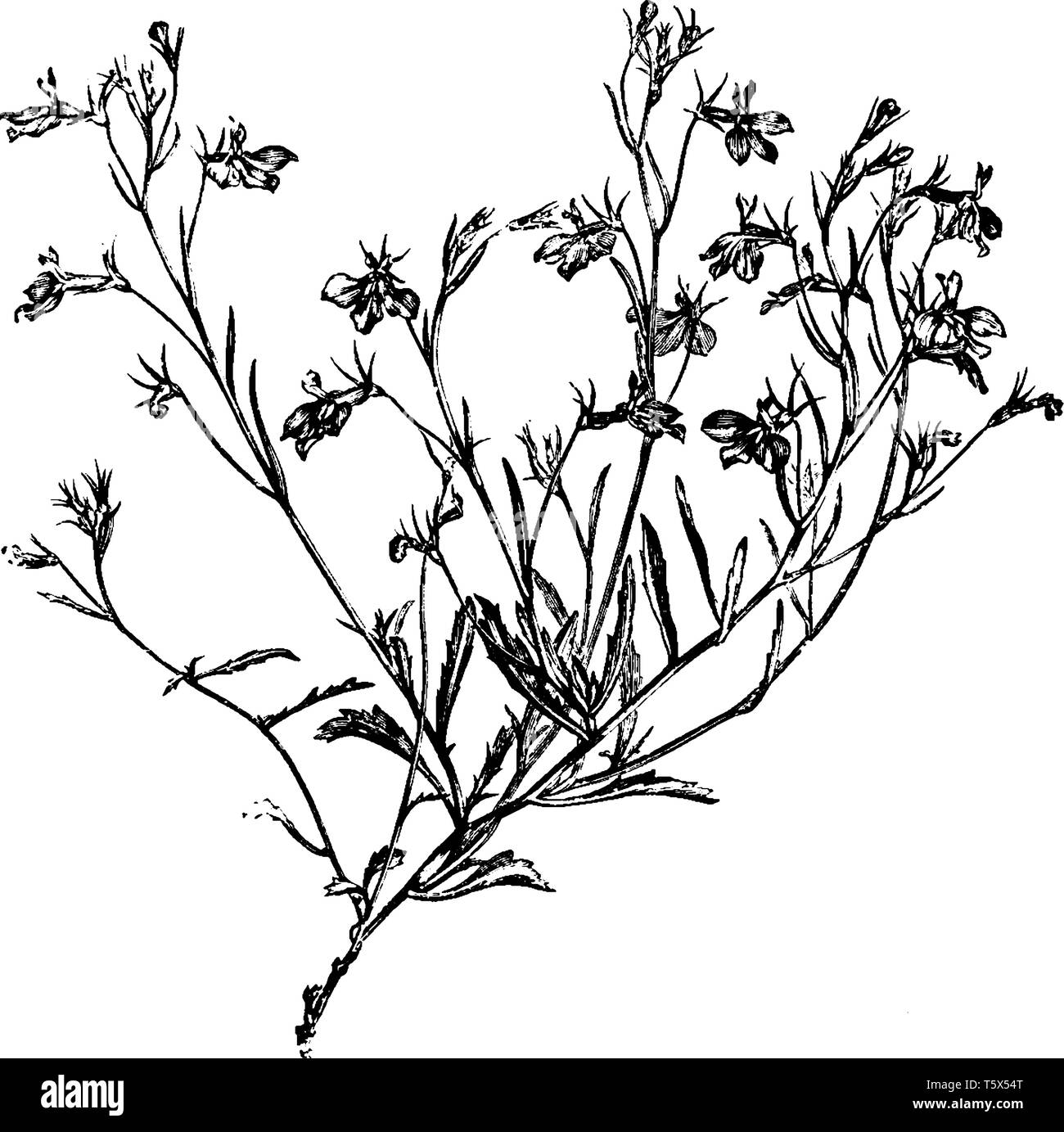 Lobelia Flower Drawing