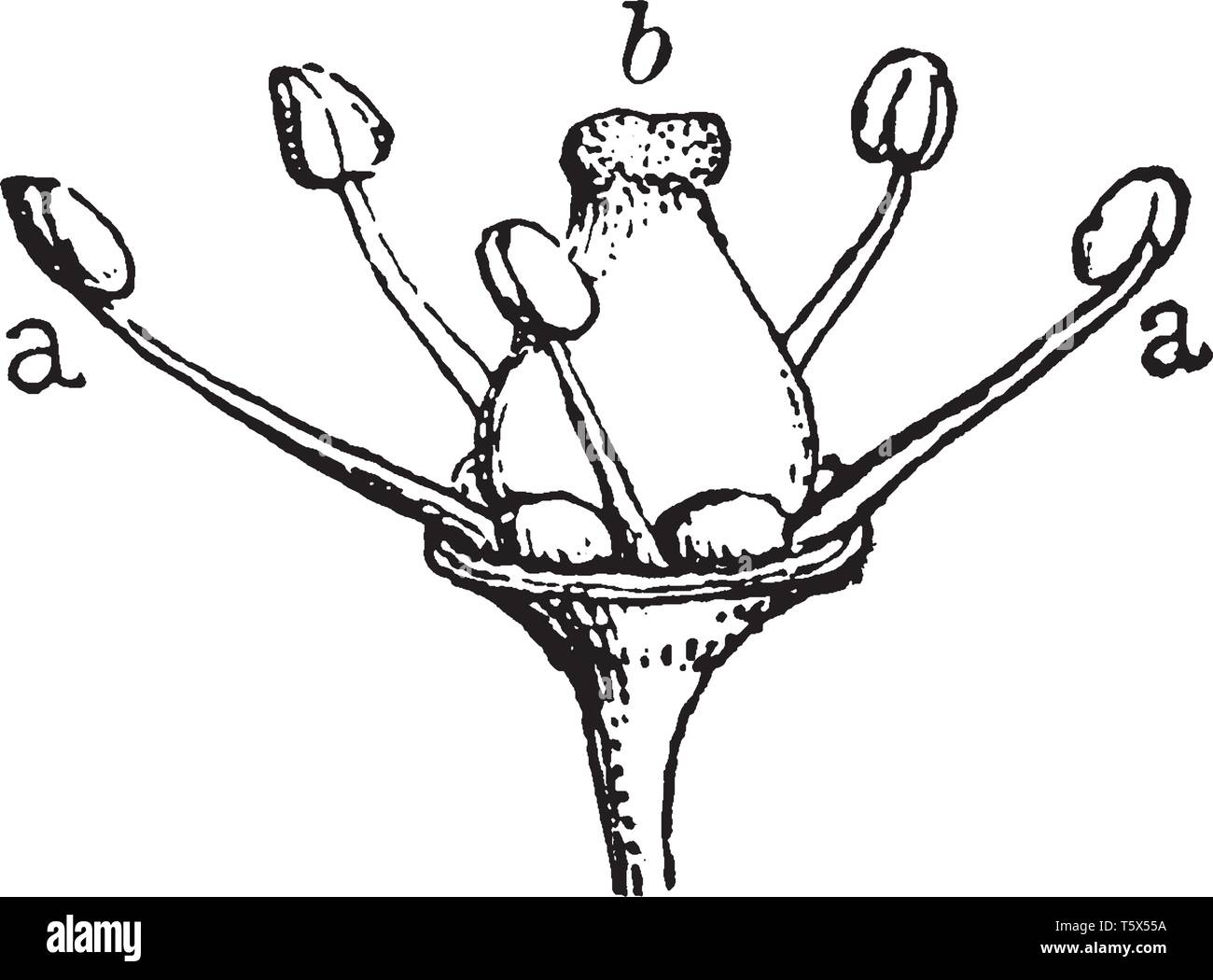 An illustration of a grapevine flower after the petals have fallen, the ...