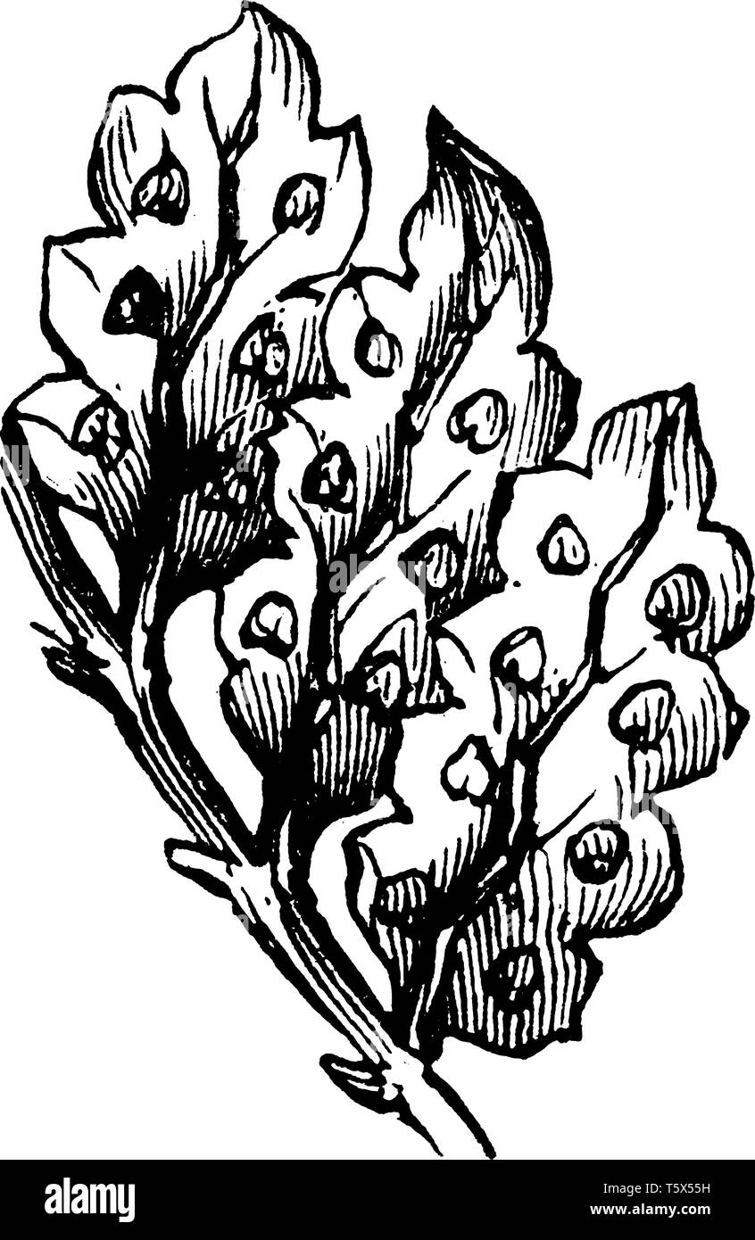 Spores vector vectors hi-res stock photography and images - Alamy